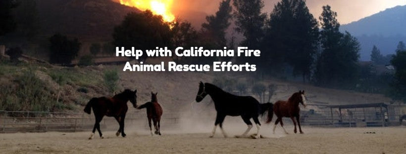 Paw it Forward: Help with CA Fire Animal Rescue Efforts
