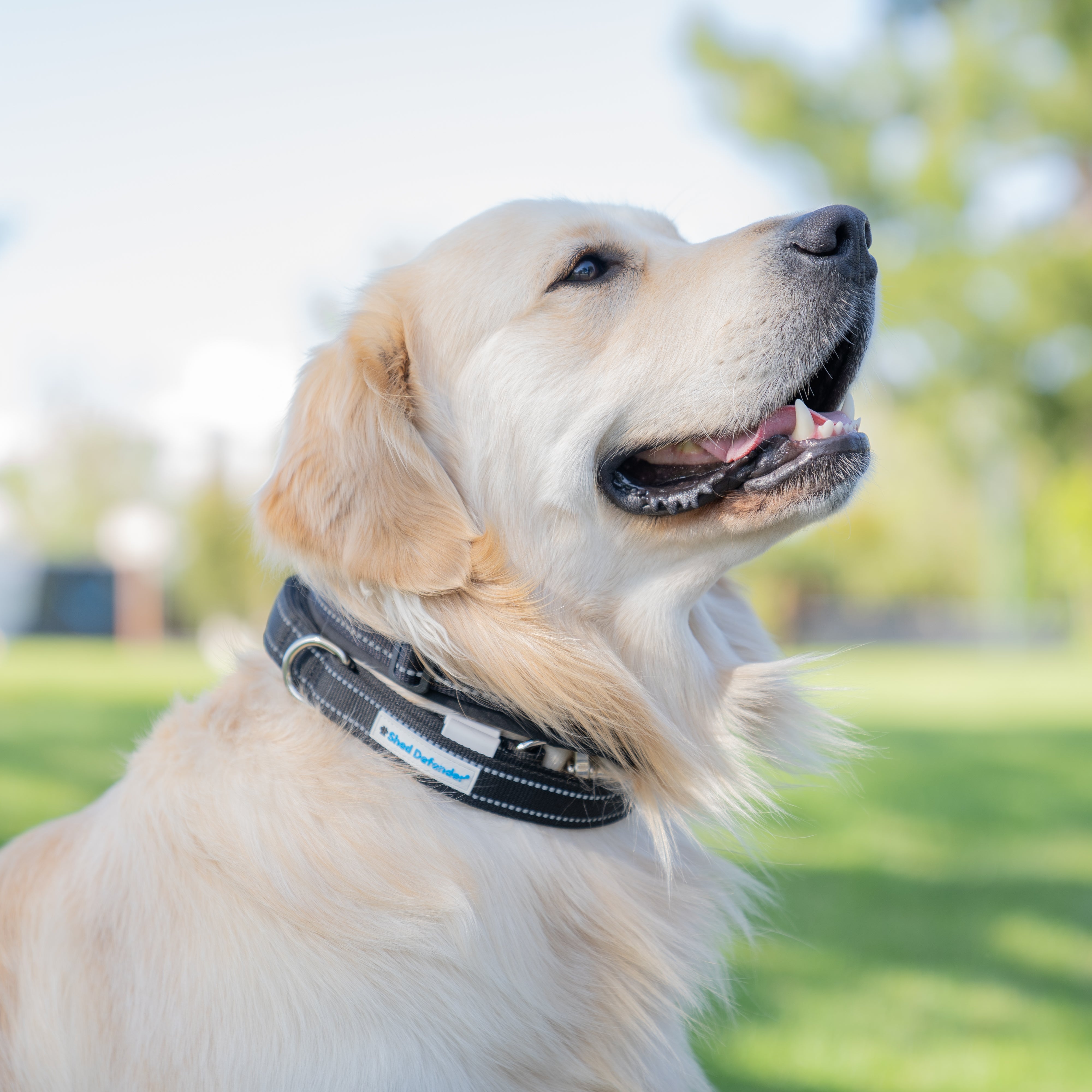 Mag-Snap™ Leash - 5 ft.